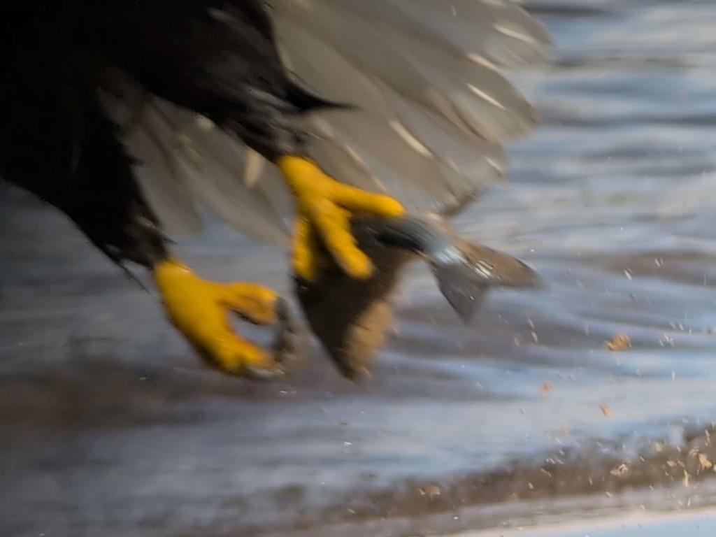 Western Atlantic Temperate Basses from Lake St Croix Beach, MN 55043 ...