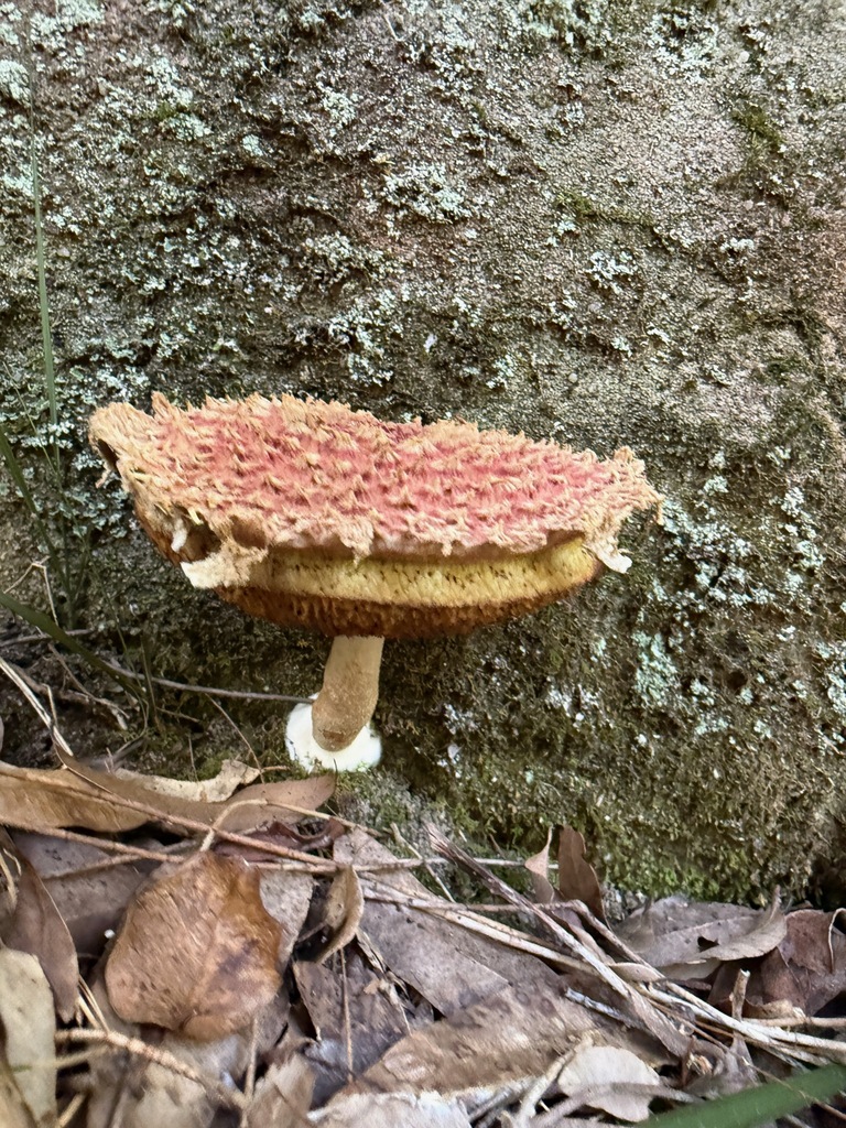 Boletellus deceptivus from Sydney NSW, Australia on April 21, 2025 at ...