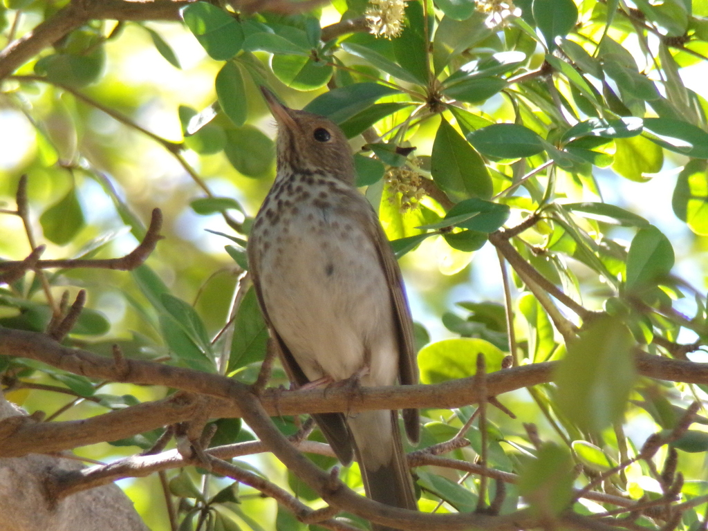 Hermit Thrush from Fuentes del Bosque, Cdad. Obregón, Son., Mexico on ...