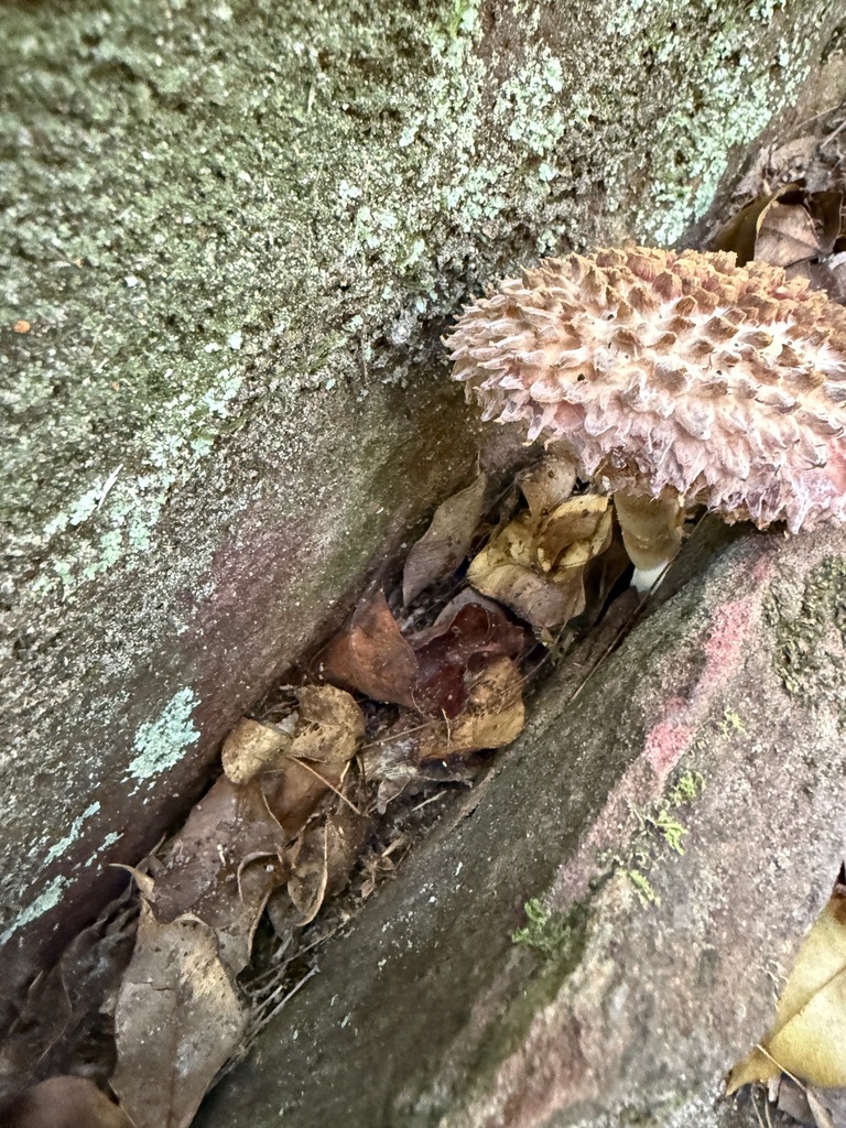 Boletellus from Sydney NSW, Australia on April 21, 2025 at 12:18 PM by ...