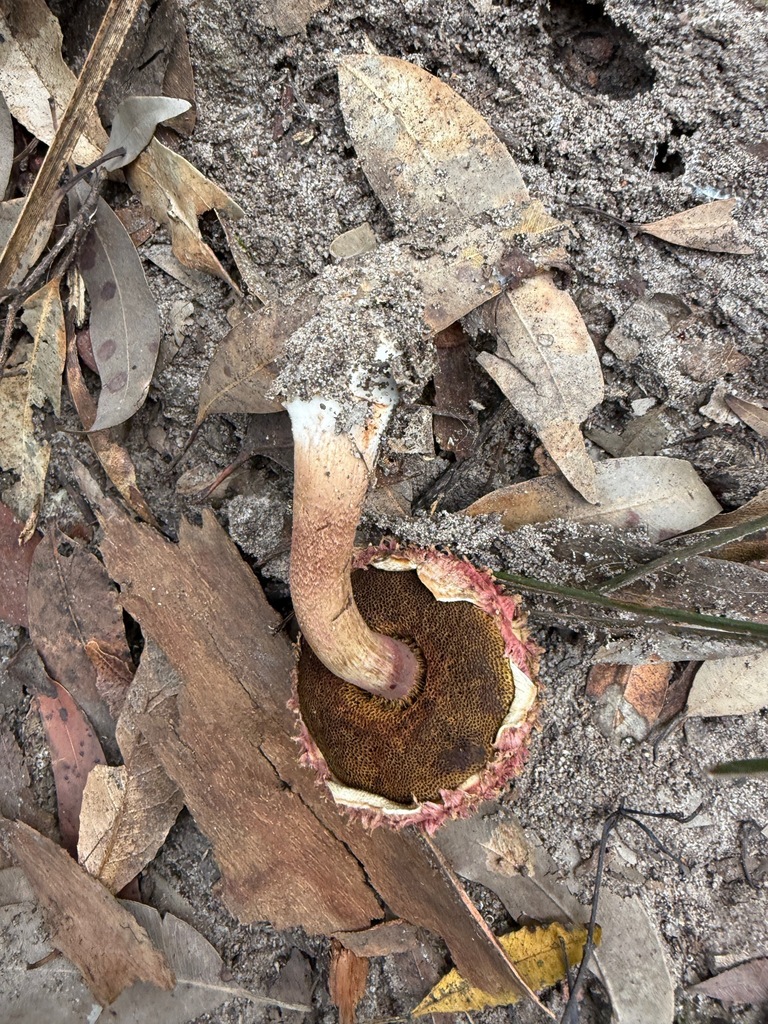 Boletellus from Sydney NSW, Australia on April 22, 2025 at 09:17 AM by ...