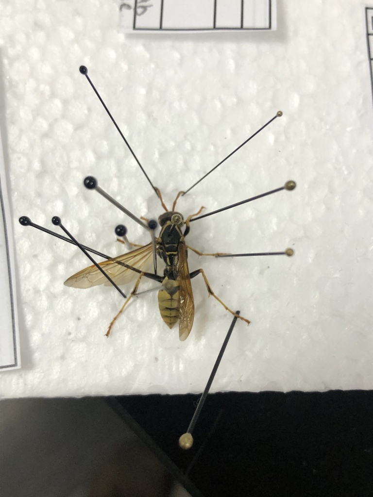 Ground Yellowjackets from Alexander Lake Rd, Reno, NV, US on April 11 ...