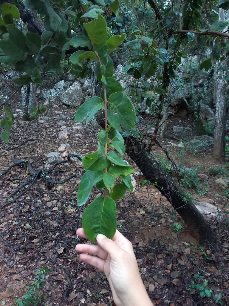 Velvet Bushwillow from Waterberg District Municipality, South Africa on ...
