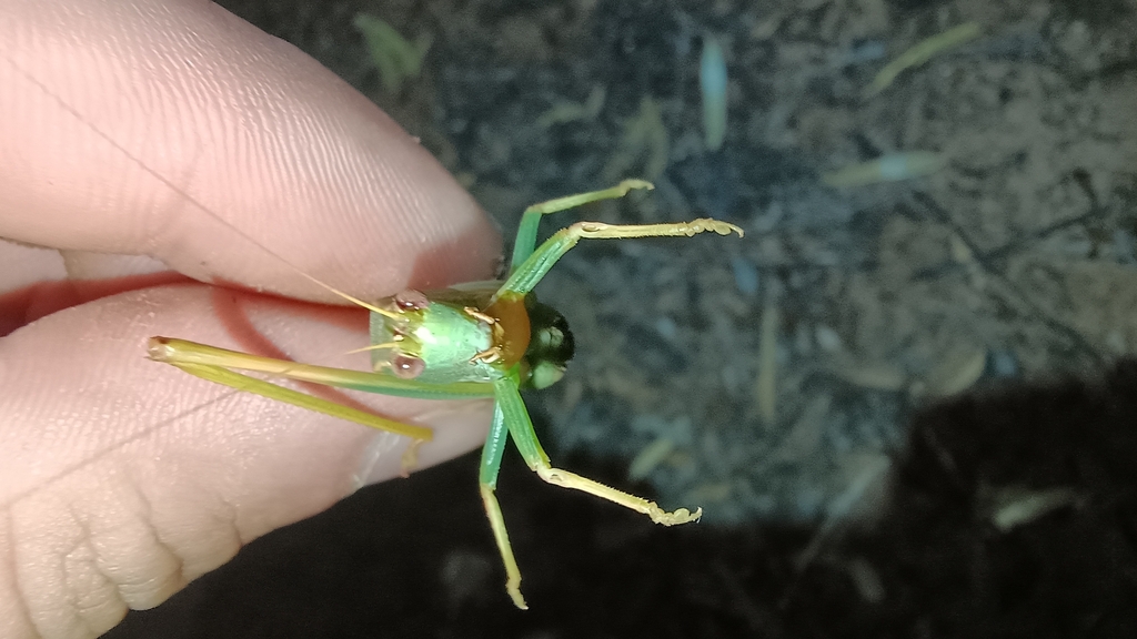 Gumleaf Katydid from Monarto SA 5254, Australia on April 13, 2025 by ...