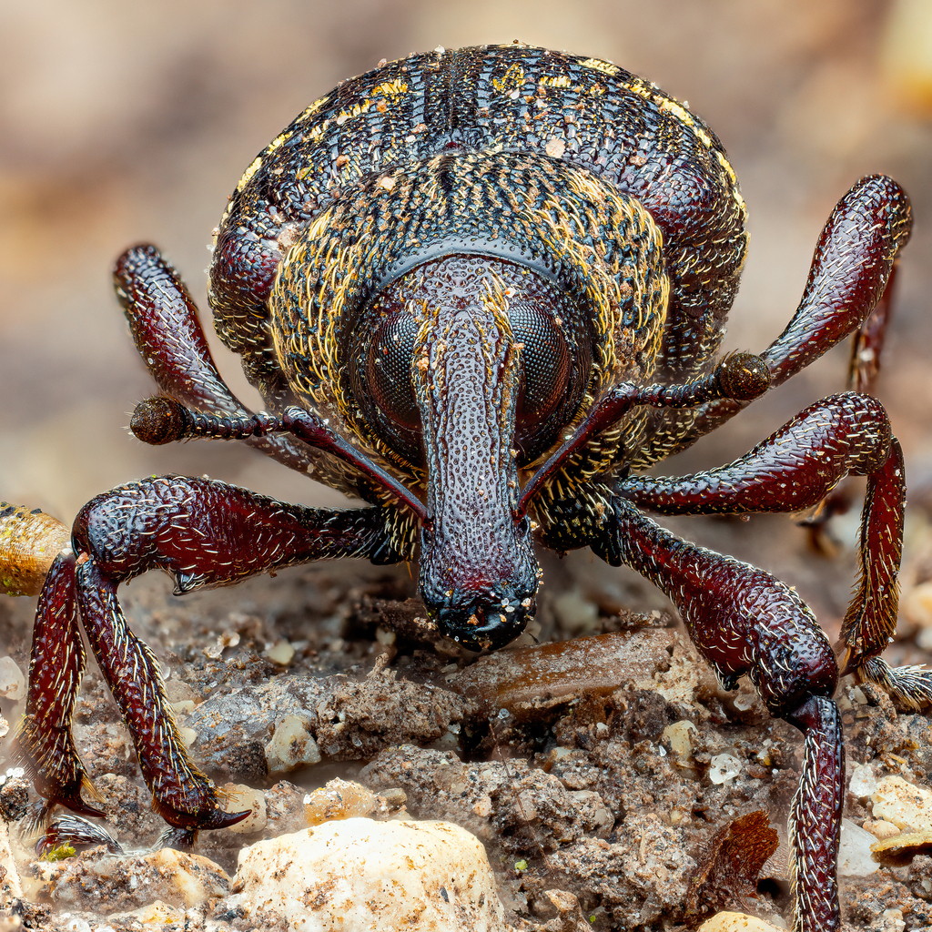 Large Pine Weevil in April 2025 by Markus Horrer · iNaturalist