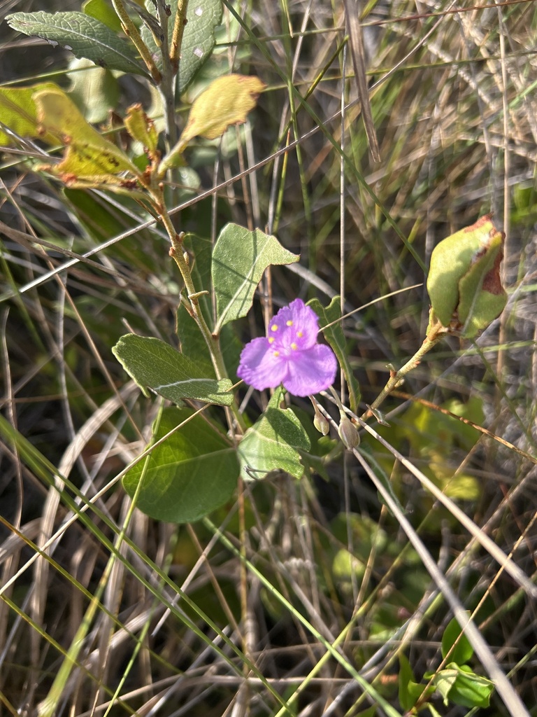Scrub roseling from Kenansville, FL, US on April 22, 2025 at 08:57 AM ...