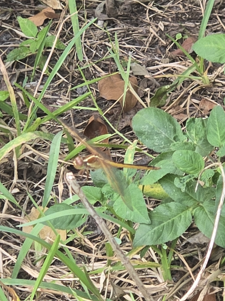 Needham's Skimmer from Miami, FL 33174, USA on April 22, 2025 at 09:19 ...