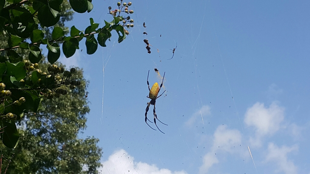 Golden Silk Spider from 1B, LA, EE. UU. on August 21, 2019 at 02:00 PM ...