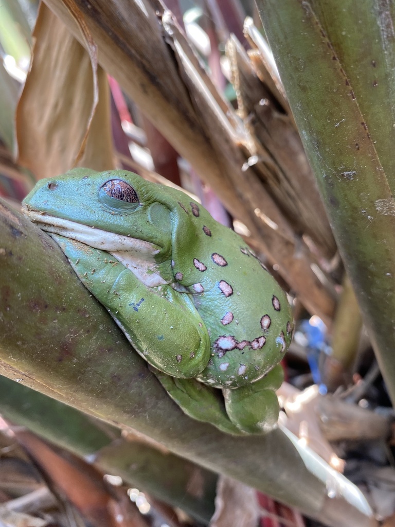 Mexican Giant Tree Frog from Ocotillo, Ocotillo, Gro., MX on April 22 ...