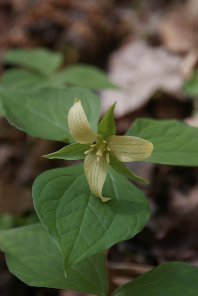 Erectum-group Trilliums in April 2009 by Christopher Tracey · iNaturalist