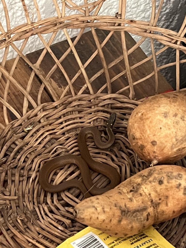 Peninsula Stripeless Snake from Calle 2 Bis Oriente, Tulum, Q. Roo., MX ...