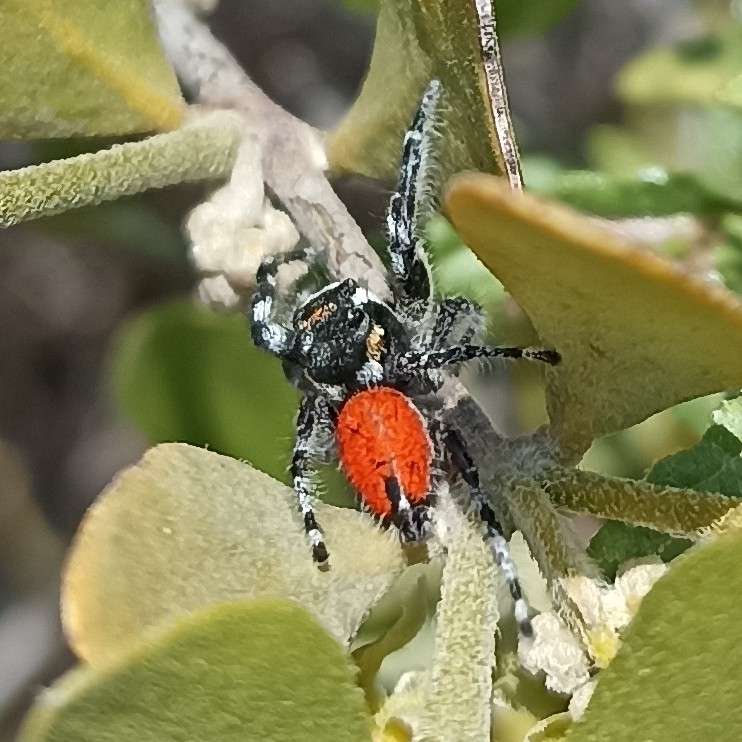 Phoenix Jumping Spider from 22760 El Sauzal de Rodríguez, B.C., México ...