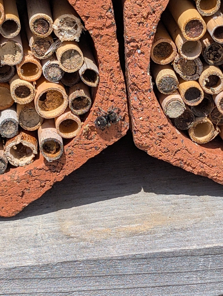 Bold Jumping Spider from University Park, State College, PA, USA on ...