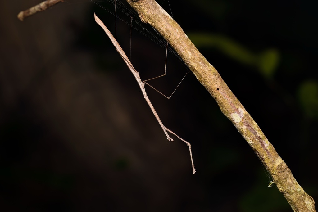 American Grass Mantis from NW County Road 241, Alachua, FL, US on April ...