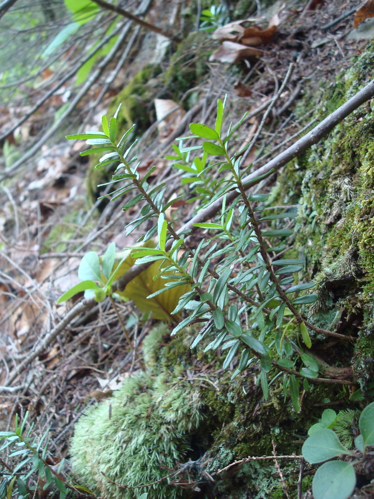 Canby's mountain-lover in June 2010 by Christopher Tracey · iNaturalist