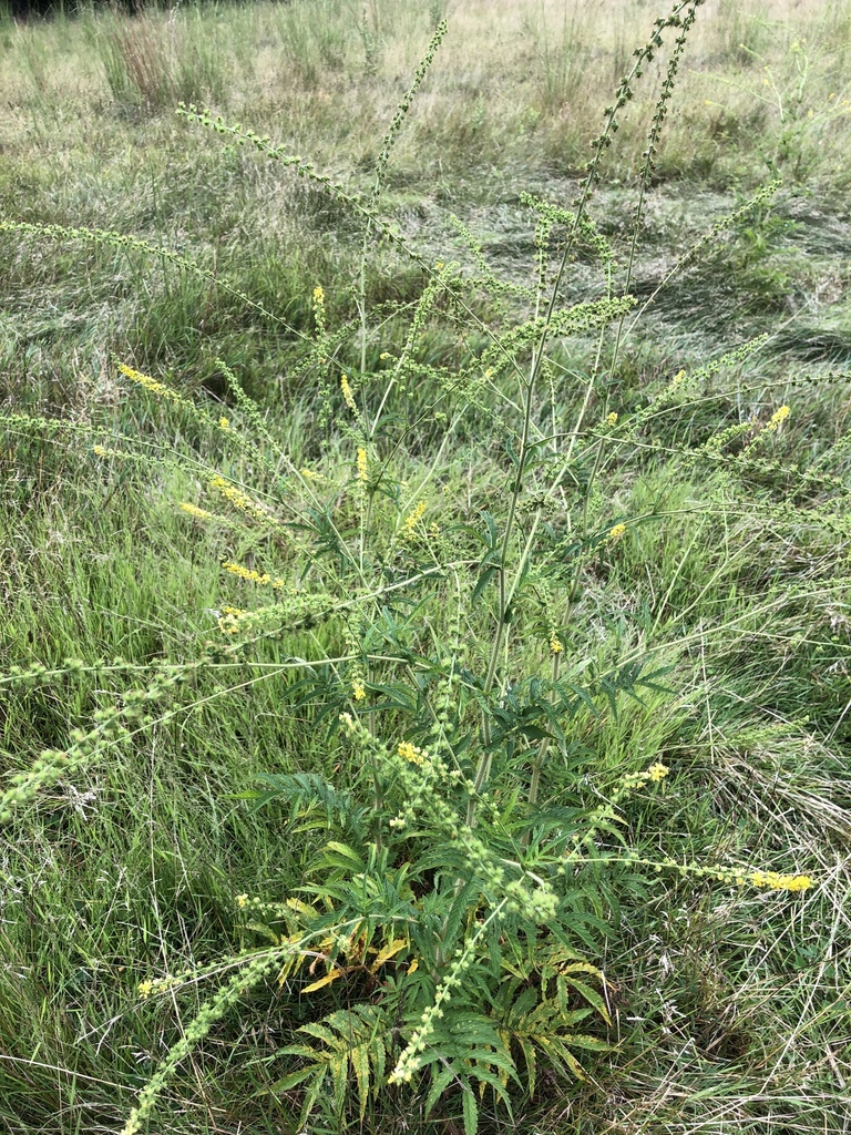 swamp agrimony from Malden, Windsor, ON, CA on August 22, 2019 at 09:25 ...