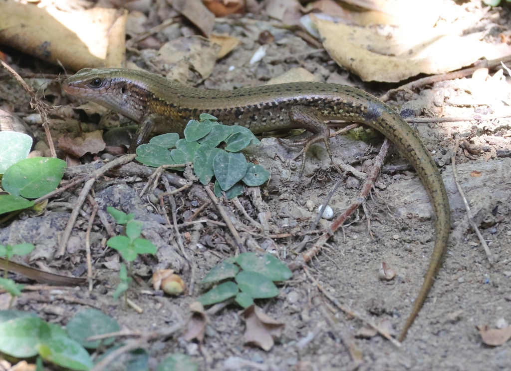 Common Sun Skink from 1472, San Leonardo, Nueva Ecija, Philippinen on April 22, 2025 at 09:06 AM ...