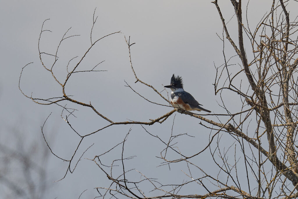 Belted Kingfisher from Capital Regional District, BC, Canada on April ...