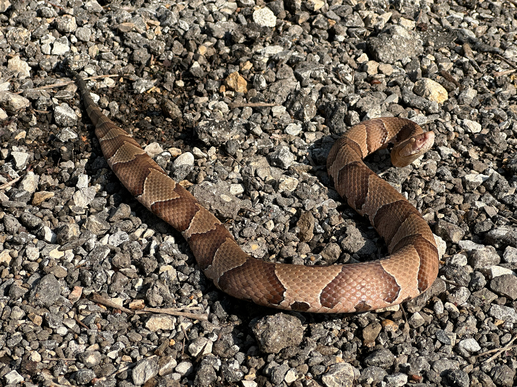 Eastern Copperhead in April 2025 by Sam · iNaturalist