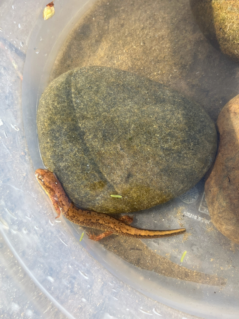 Junaluska Salamander in April 2025 by Milly Rosenberg · iNaturalist