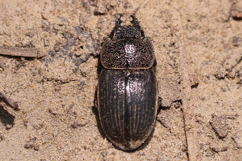 Aegus chelifer from 國立中興大學, 南區, 臺中市, TW on March 27, 2025 at 09:31 AM ...
