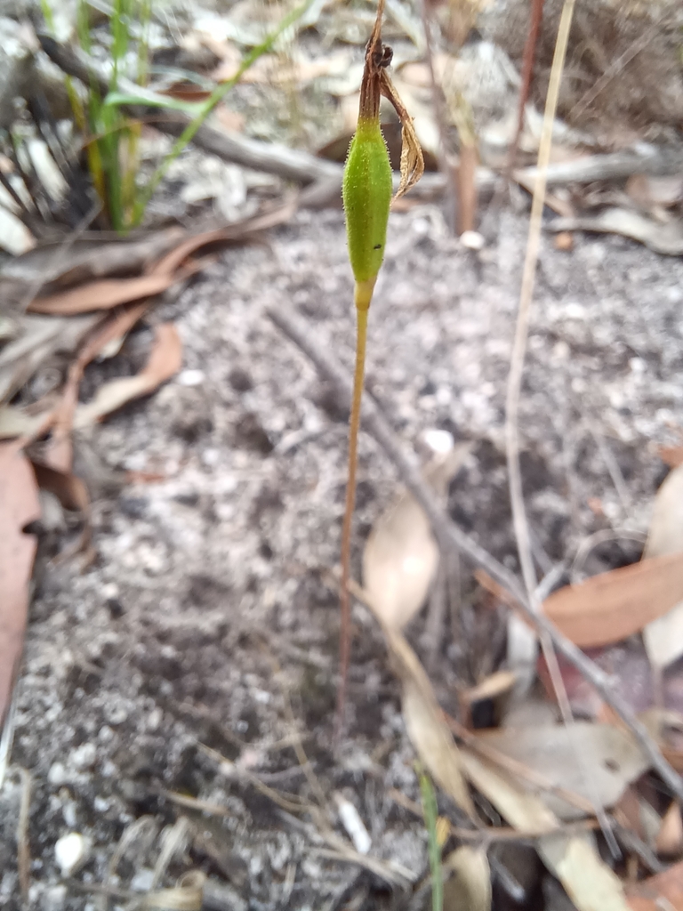 Caladeniinae from Gherang VIC 3240, Australia on April 23, 2025 at 12: ...