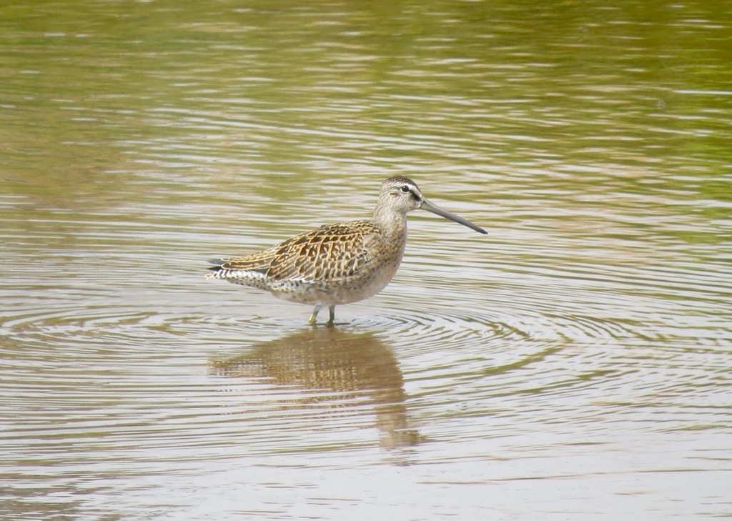 Short-billed Dowitcher from Grand Manan, NB, Canada on August 20, 2019 ...