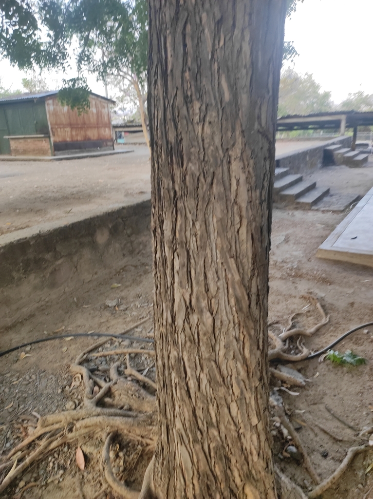 Neem de la India desde Cosalá, MX-SI, MX el 17 de abril de 2025 a las ...