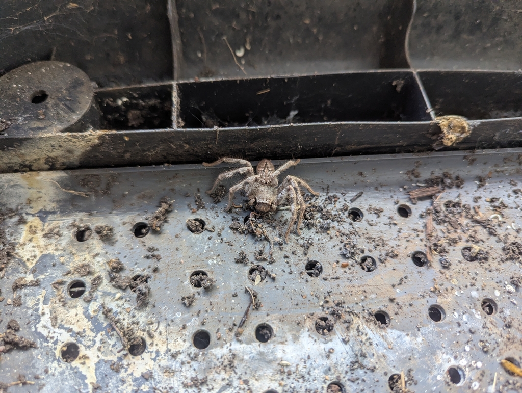 Victorian Huntsman Spider from Lilydale VIC 3140, Australia on April 21 ...