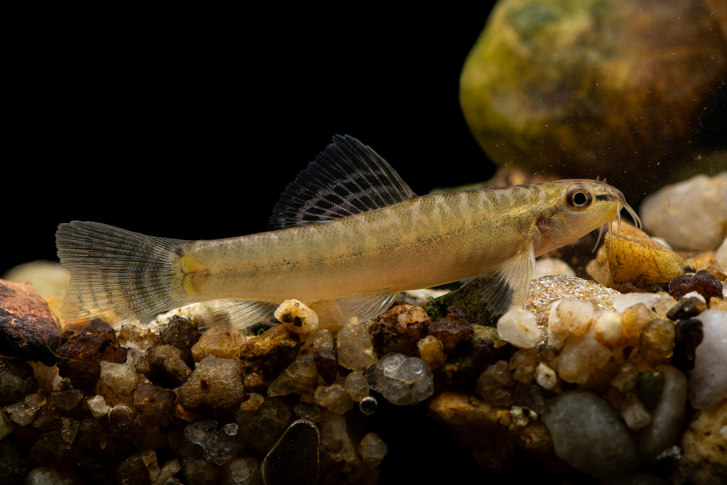 Phuket Zipper Loach in April 2025 by Andaman Kaosung · iNaturalist
