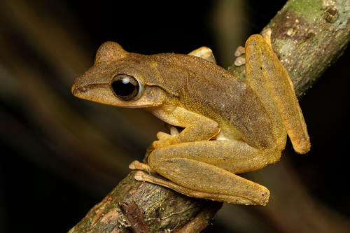 Malayan Slender Tree Frog (Polypedates discantus) · iNaturalist