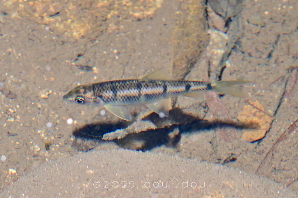 Acrossocheilus iridescens from 中国海南省陵水黎族自治县吊罗山 on March 15, 2025 at 11: ...