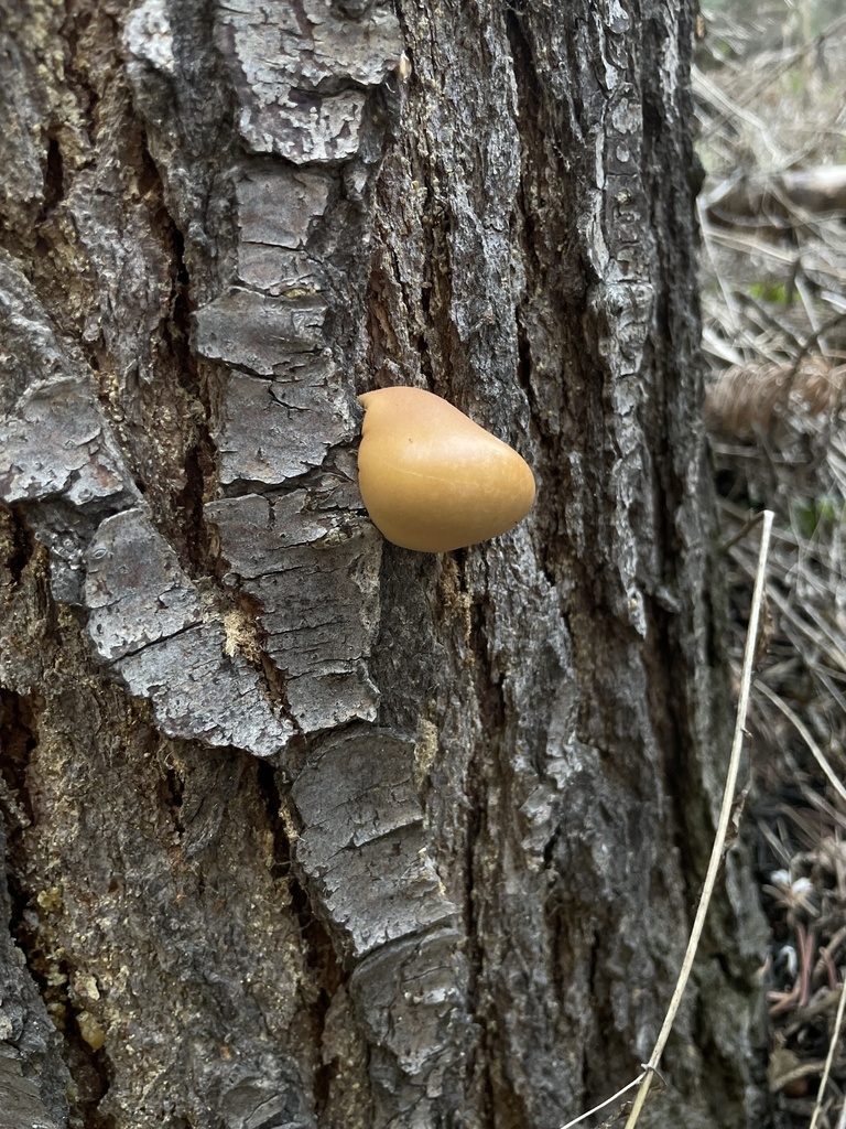 Veiled Polypore in April 2025 by Aimée Nguyễn · iNaturalist