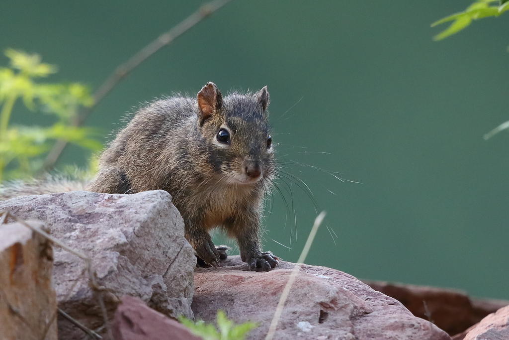 Père David's Rock Squirrel from Jiaocheng, Lvliang, Shanxi, China on May 23, 2018 by Carlos N. G ...