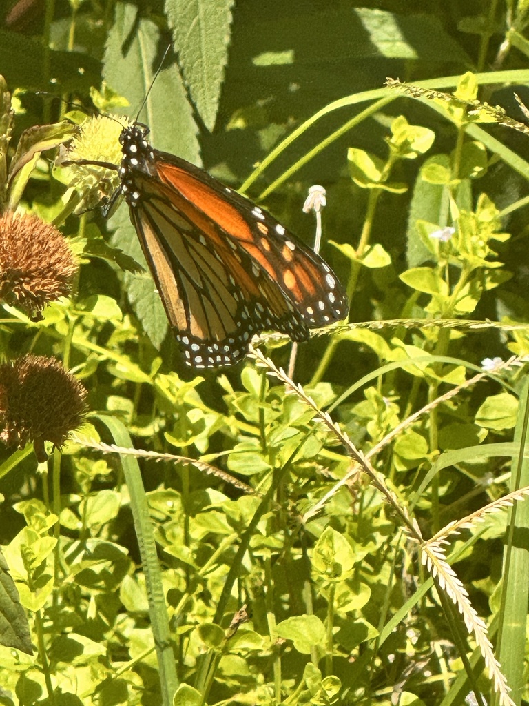 Monarch from Miami Beach Botanical Garden, Miami Beach, FL, US on April ...