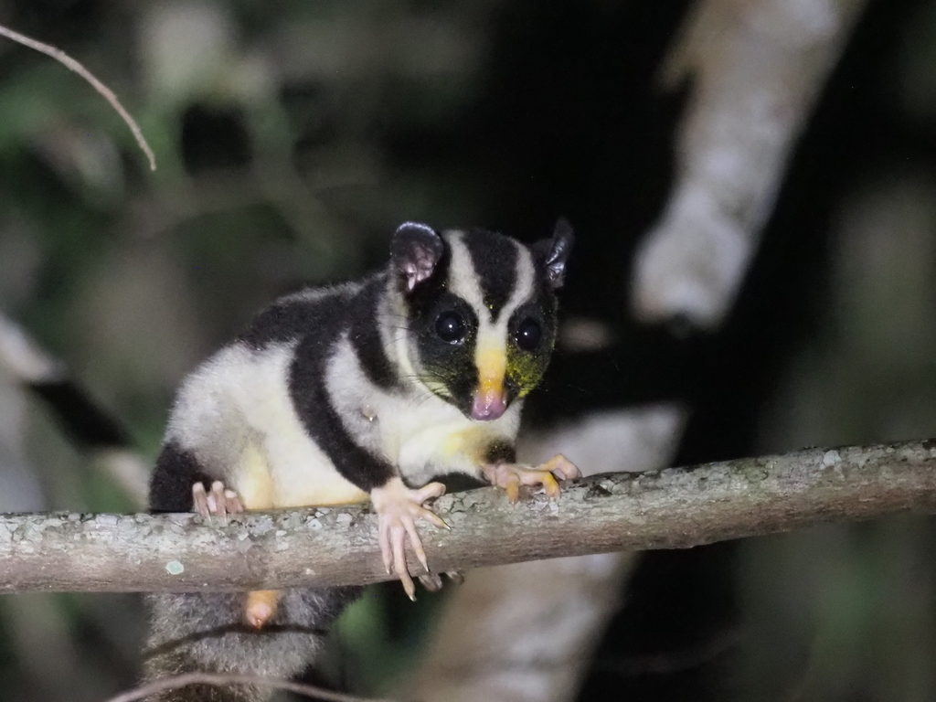 Striped Possum from Kingfisher Park Birdwatchers Lodge, RN6, Mount ...
