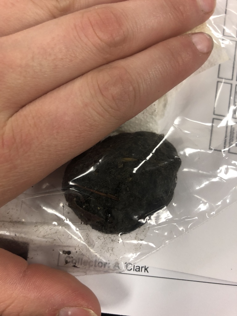 Owls from Elm Rd, Concord, CA, US on March 7, 2025 at 09:46 AM by Ari ...