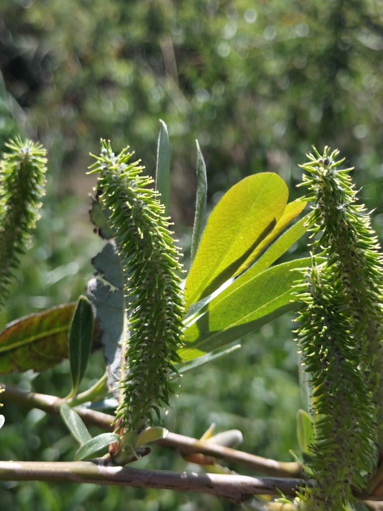 Sauce rojo desde Presa Rodriguez, 22124 Tijuana, B.C., México el 21 de ...