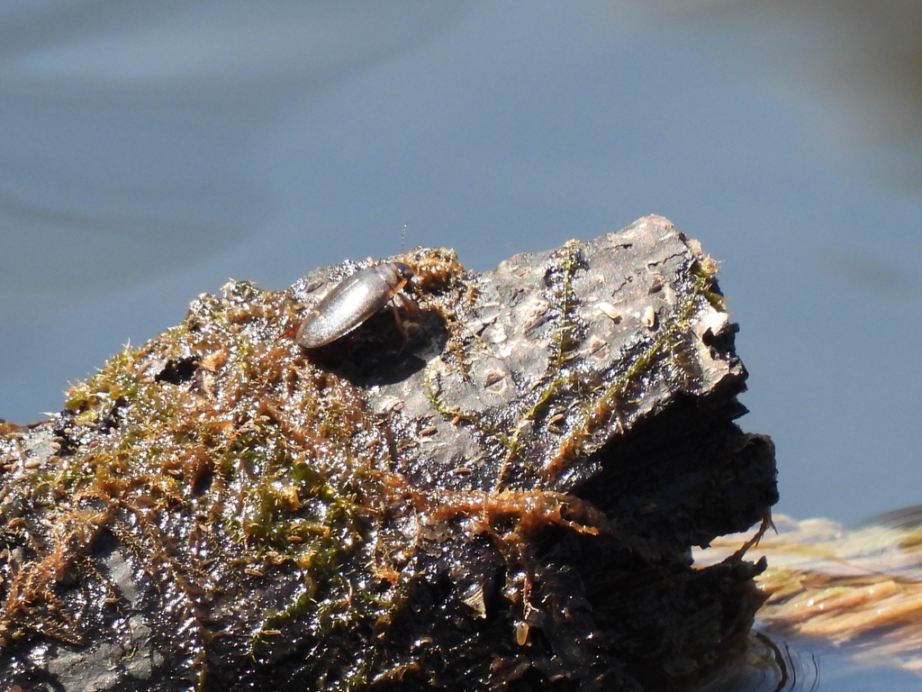 Water, Rove, Scarab, Long-horned, Leaf, and Snout Beetles from Simcoe ...