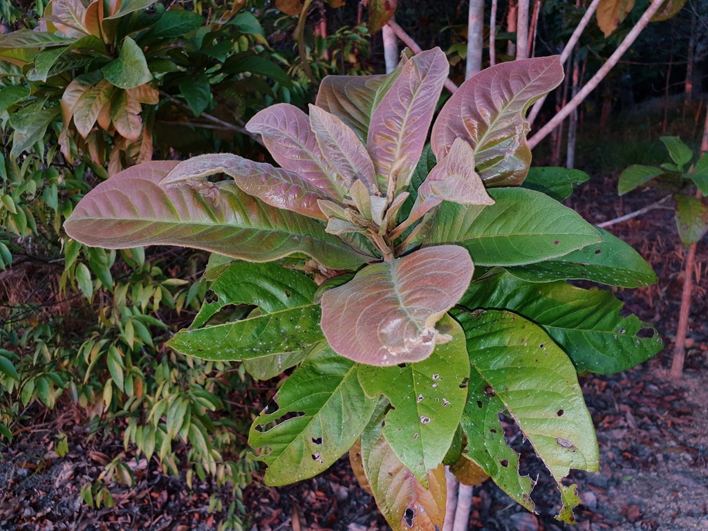 Xanthostemon whitei from Danbulla QLD 4872, Australia on August 21 ...