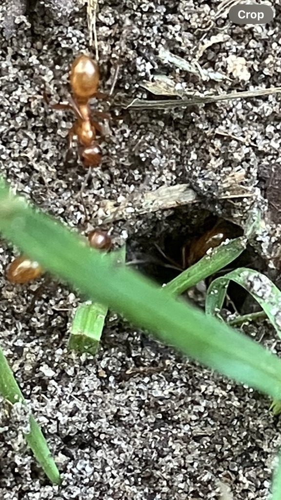 pallidefulva-group Field Ants from Valley View Ct, Azle, TX, US on ...