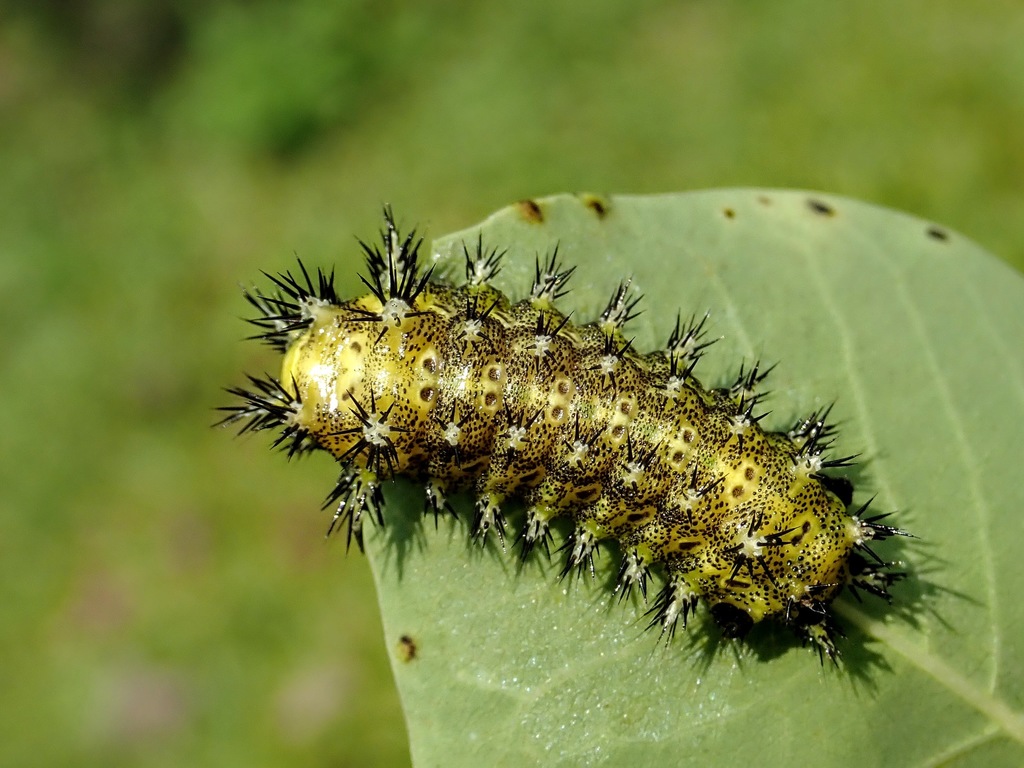 Hyphorma minax minor from 香港元朗 on August 22, 2019 at 01:50 PM by ...