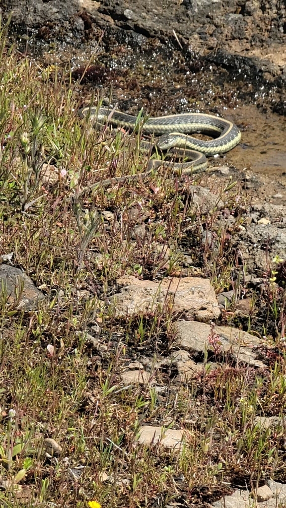 Aquatic Garter Snake from Pope Valley, CA 94567, USA on April 19, 2025 ...