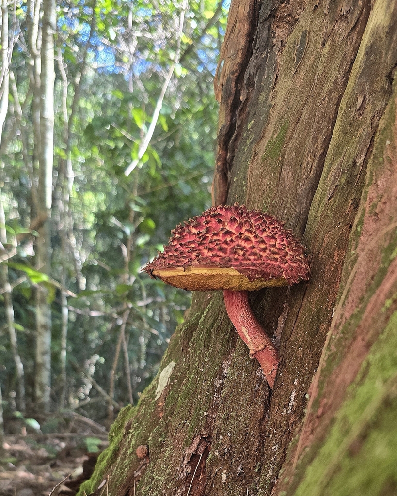 Boletellus from Somersby NSW 2250, Australia on April 20, 2025 at 09:39 ...