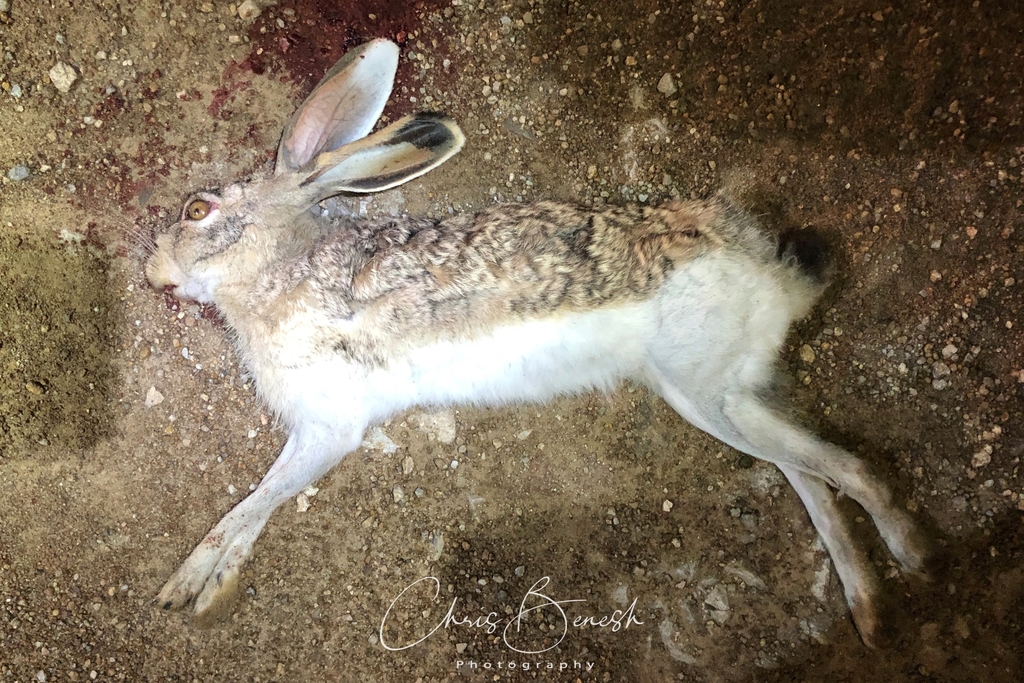 White-sided Jackrabbit in August 2019 by Chris Benesh. Heartbreaking to ...
