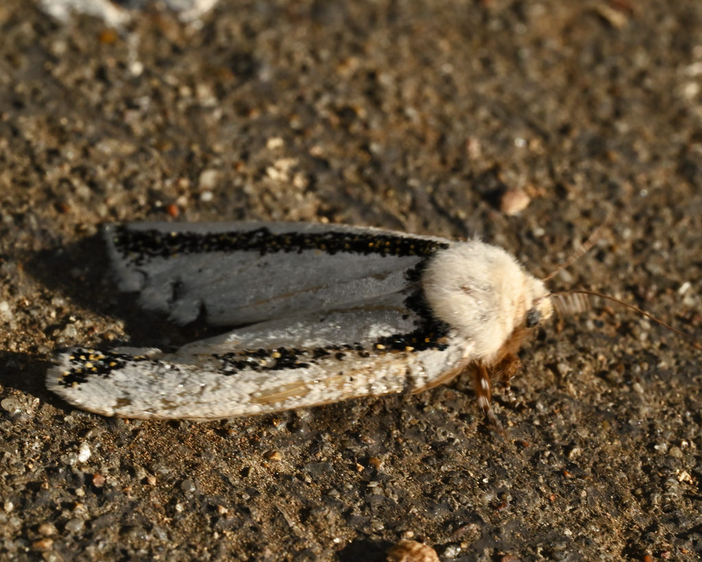 Boisduval's Autumn Moth from Melbourne VIC, Australia on April 24, 2025 ...