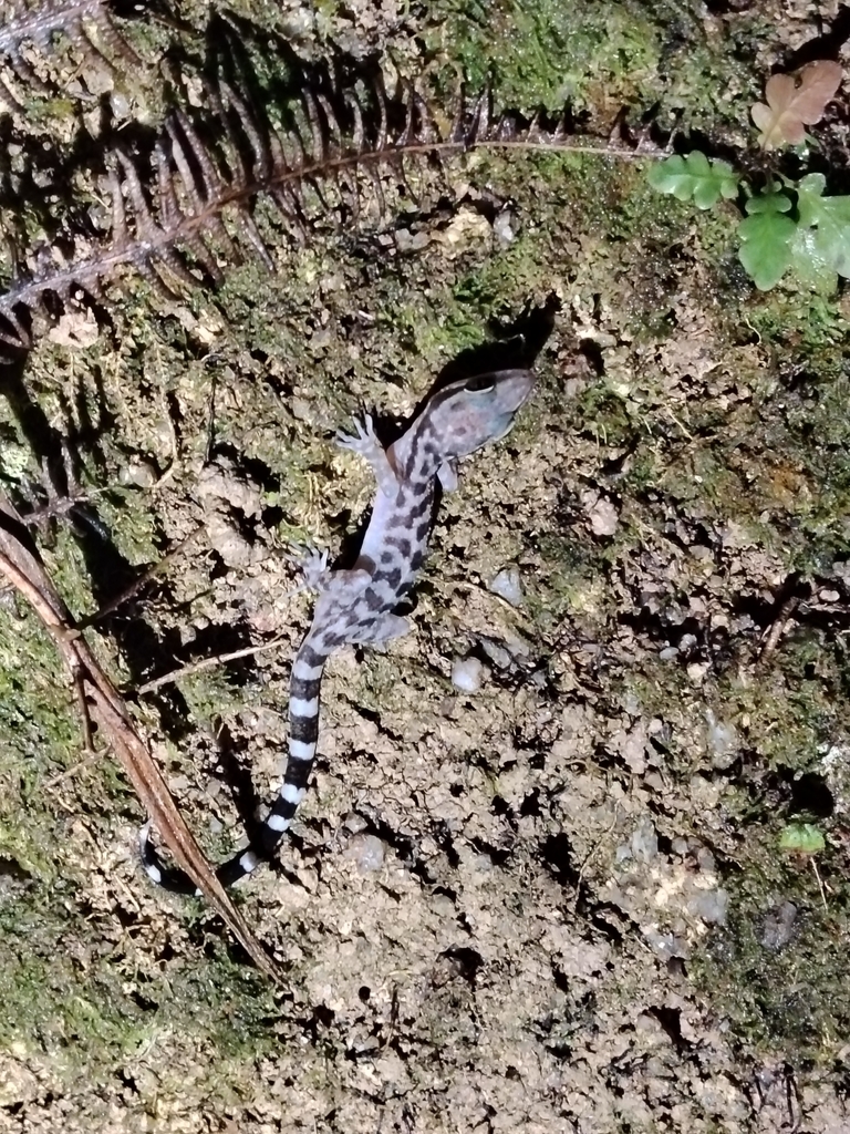 Four-striped Bent-toed Gecko from Bukit Fraser, 49000 Bukit Fraser ...