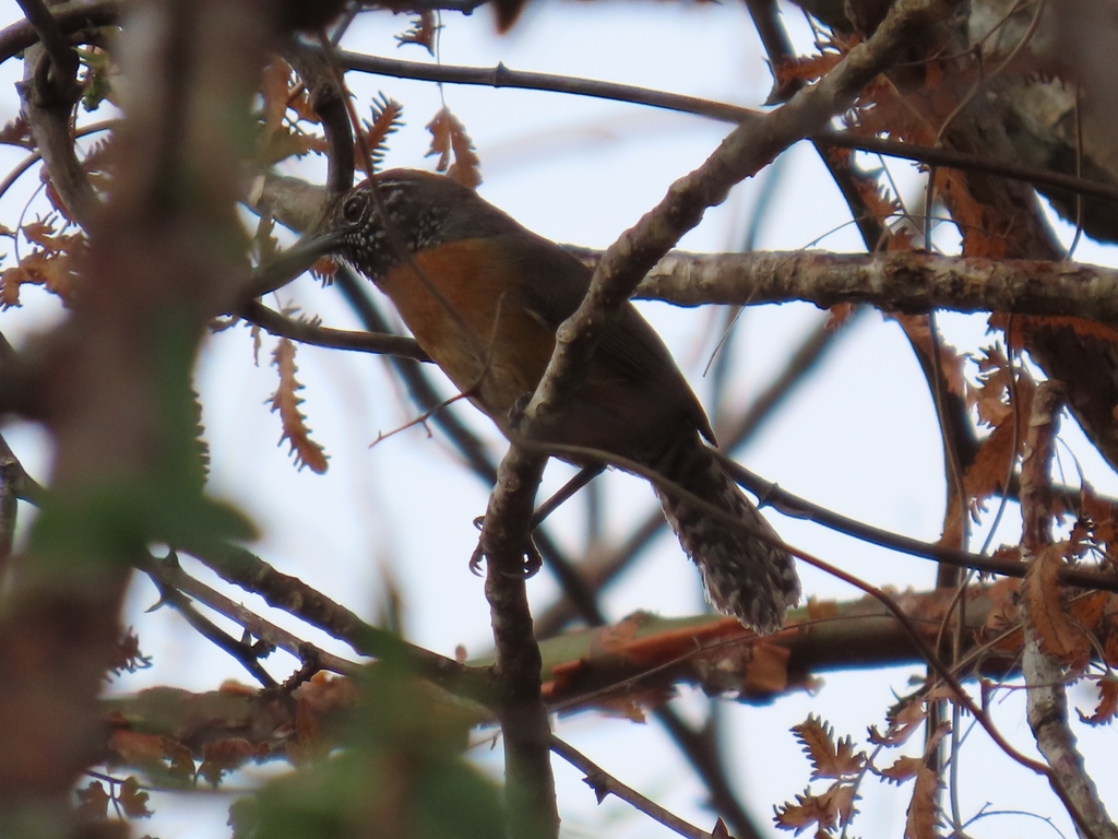 Rufous-breasted Wren from San Carlos, Provincia de Panamá Oeste, Panamá ...