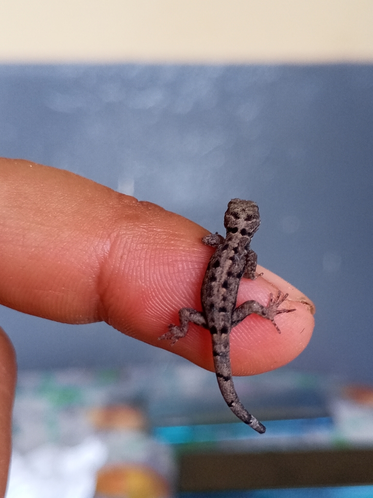 Shieldhead Gecko from goaltal on April 23, 2025 at 04:01 PM by Daniel ...