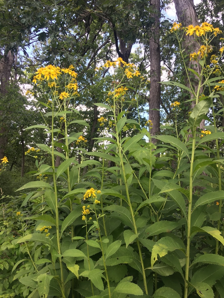 Wingstem from North Prairie, WI, US on August 23, 2019 at 11:37 AM by ...